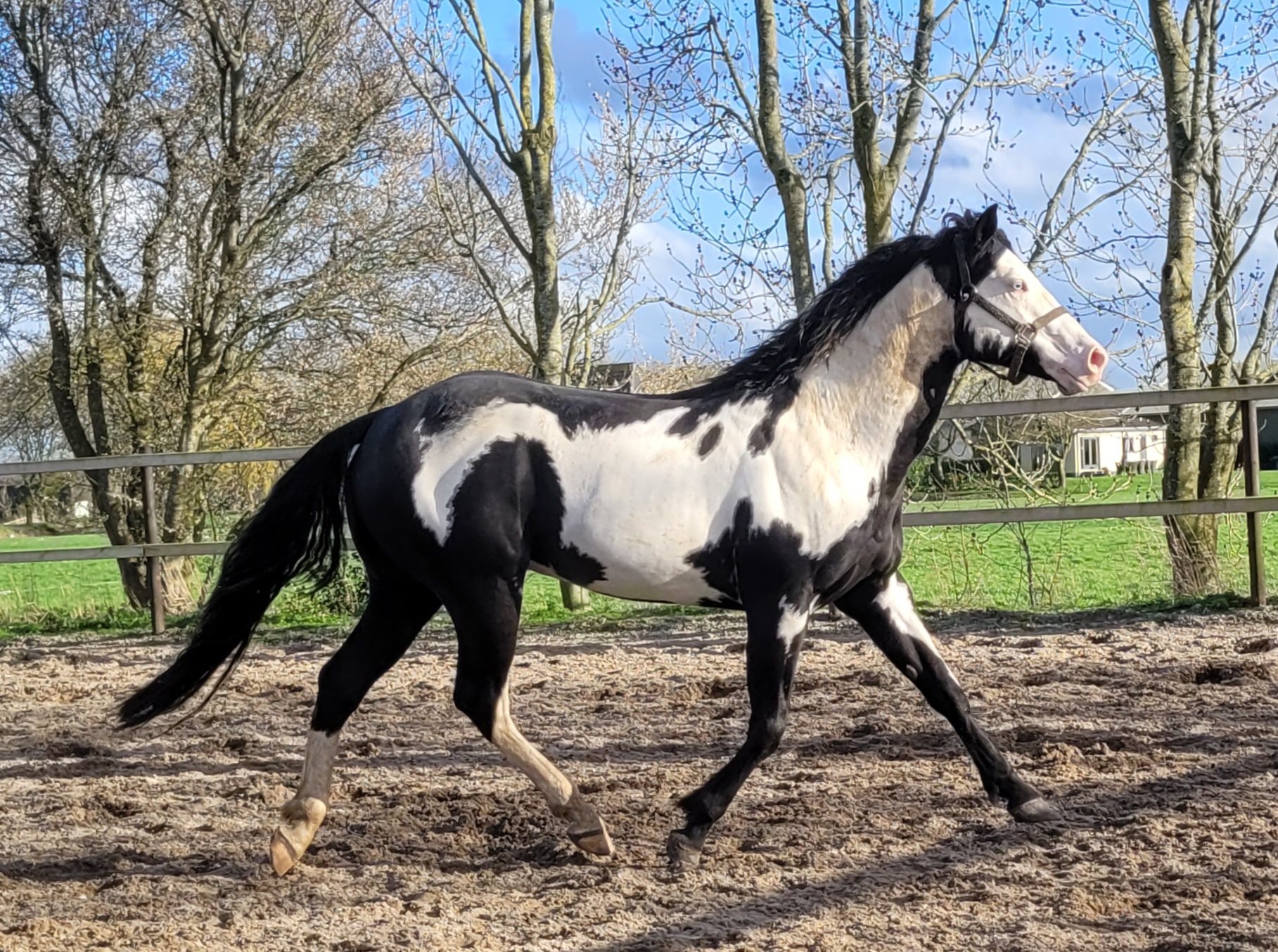 Dekhengst Cisco Smoke N Fleet – Allround Quality Horses