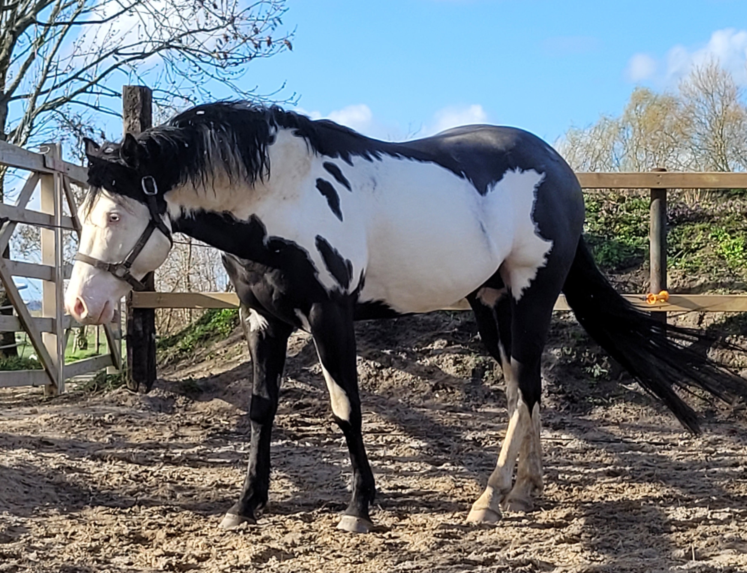 Dekhengst Cisco Smoke N Fleet – Allround Quality Horses